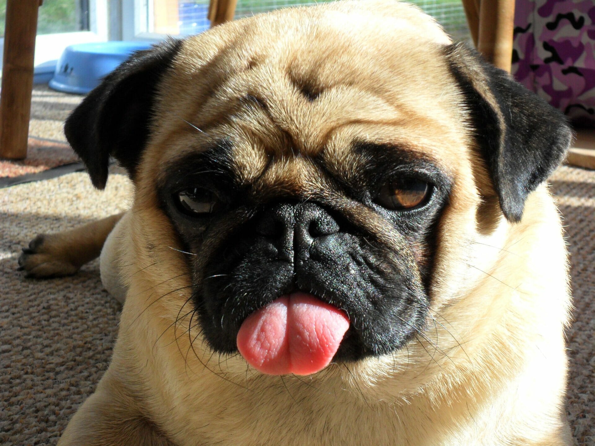 OMG! Las razas de perritos más adorables 🥺 – OMG!